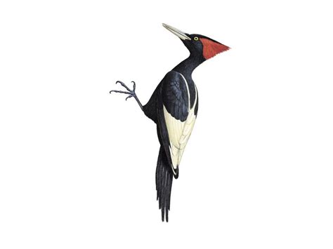 Imperial Woodpecker Campephilus Imperialis Birds Of The World