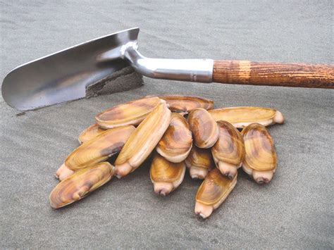 Razor Clam Season In Washington - Ac