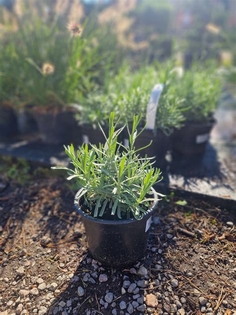 Levanda Tikroji Hidcote C2 Mamaflora Lt