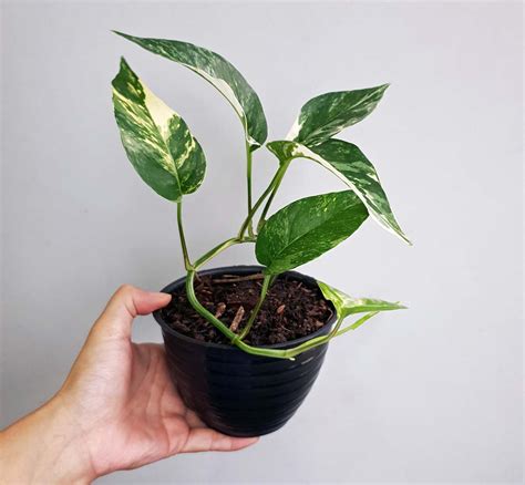 The Rolls Royce Of Pothos Plants Epipremnum Pinnatum Albo