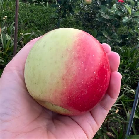 Fruit Cocktail Tree15feet Ornamental Plant Fast Growing Plant