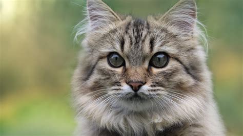 Razas De Gato Muy Hogareñas