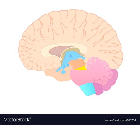 Convolutions Brain Royalty Free Vector Image Vectorstock