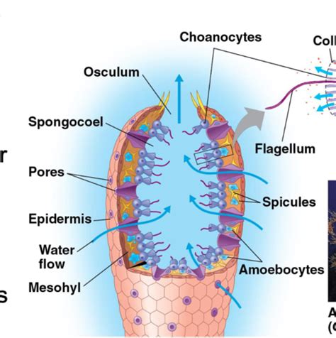 Topic 4 Invertebrates Flashcards Quizlet