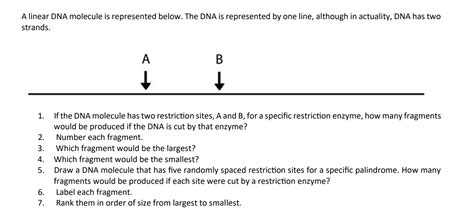 Solved A Linear Dna Molecule Is Represented Below The Dna