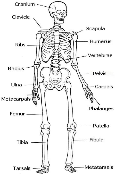 Printable Bones Of The Body Diagram Labeled