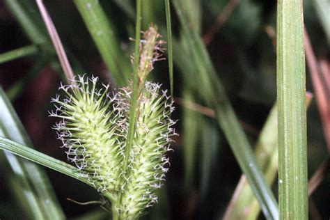 Shallow Sedge — Little Bluestem