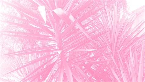 Pink Aesthetic Wallpaper Plain Pink Background