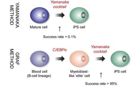 Researchers Link Reprogramming To Stem Cell Formation And Cancer