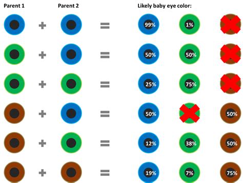 Eye Color Genetics Chart At Bill Hass Blog