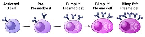 Plasma Cell Markers