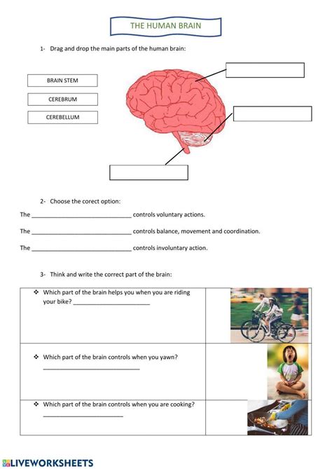 Pin On Brain Parts Worksheets Library