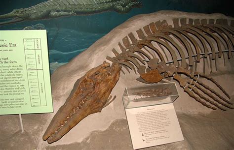 Louisville Fossils And Beyond Mosasaur Fossils