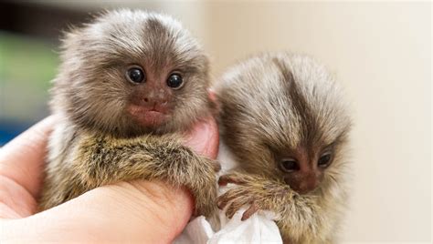 Everything About Finger Monkey Aka Pocket Monkey Pygmy Marmoset