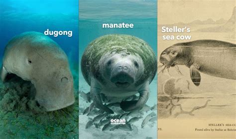 What Happened To The Stellers Sea Cow Explained Ocean Generation