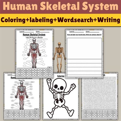 Human Skeletal Systembonesscience Activityanatomy Worksheetlabeling