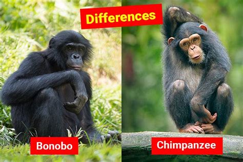 Difference Between Bonobos And Chimps