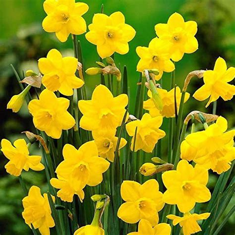 Miniature Daffodil Bulbs For Planting Daffodil Flower Bulbs 3 Bulbs