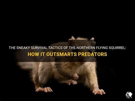 The Sneaky Survival Tactics Of The Northern Flying Squirrel How It