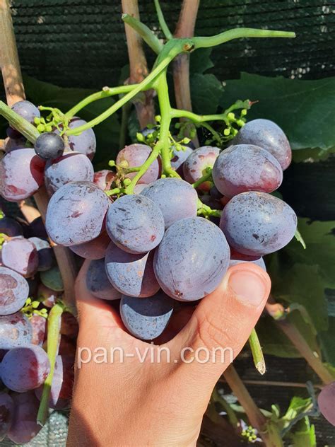 Краса Балок — pan-vin.com