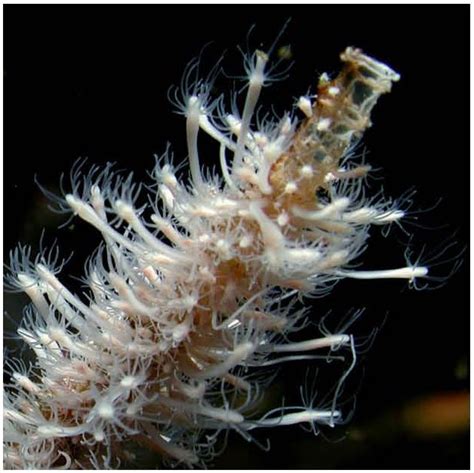 Colony Of Hydractinia Pacifica Growing On Polychaete Tube Gastrozooids