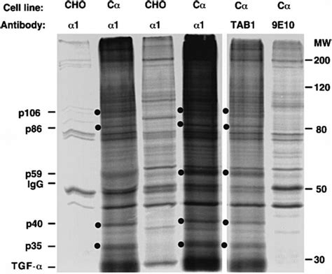 Transmembrane Transforming Growth Factor‐α Tethers To The Pdz Domain