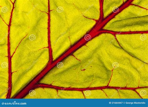 Beetroot Leaf Stock Image Image Of Macro Pattern Stem 21664447