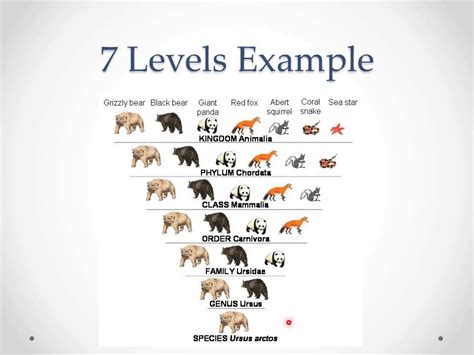 What Are The 7 Levels Of Animal Classification Swi Pets