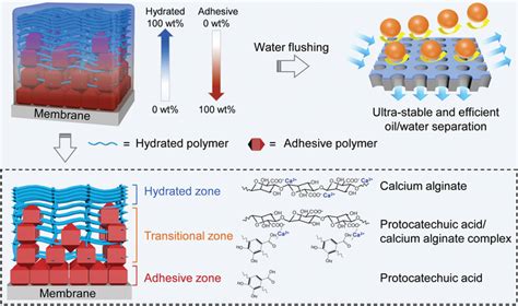 A Schematic Showing The Membrane Modified By The Gradient Adhesive