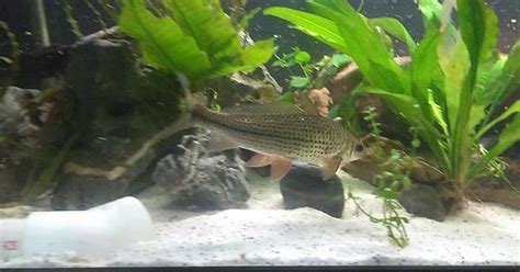 John Doe Fish Album On Imgur