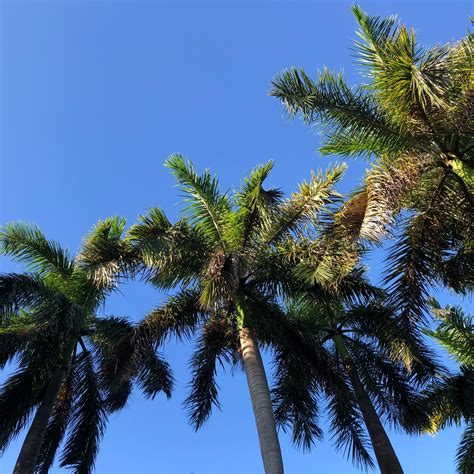 Royal Palm Seeds
