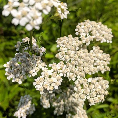 Yarrow Flower White