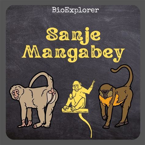 Sanje Mangabey Characteristics Cercocebus Sanjei Facts Bioexplorer