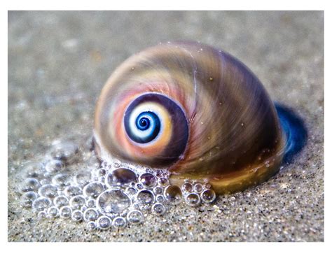 Atlantic Moon Snail Photograph By Christine Martin Lizzul