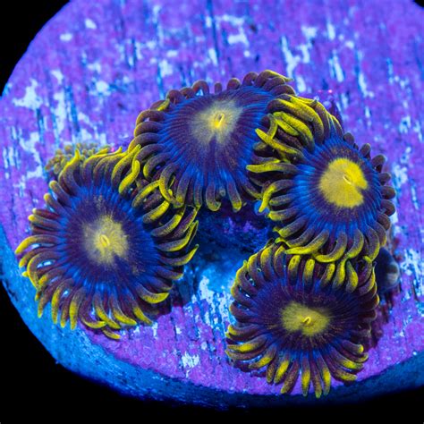 Tidal Gardens Zoi Zoanthids