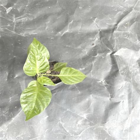 Plant Leaves Object Detection Model V1 2024 03 03 1000am By Plantleaves