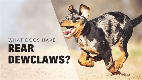 What Dogs Dont Have Rear Dewclaws At Katherine Roosa Blog