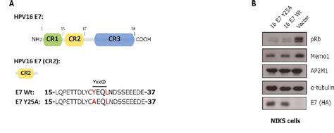 Figure 1 From Hpv16 E7 Modulates The Cell Surface Expression Of Met And Cd109 Via The Ap2