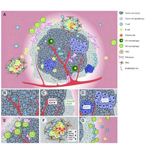 Pdf Spatial Transcriptomics Technology In Cancer Research