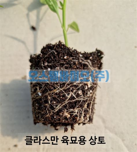 뿌리만 봐도 차이나는 클라스 클라스만 육묘용 상토 오스템바이오