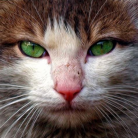 Nicholas Che Youtube