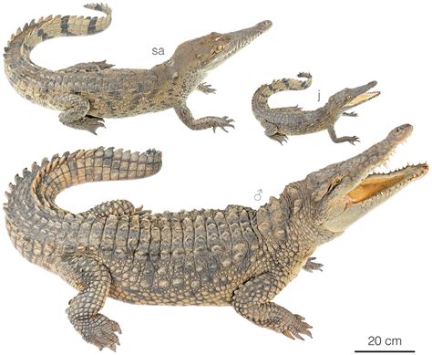 American Crocodile Habitat News Blue Oak Ranch Reserve