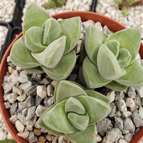 Buy Crassula Moonglow Succulent For Indoors Planet Desert