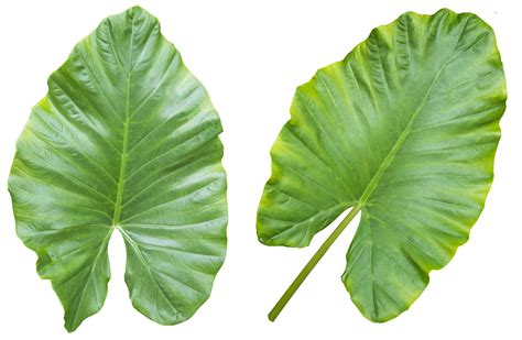Two Leaves Of Calla At White Background Free Image Download