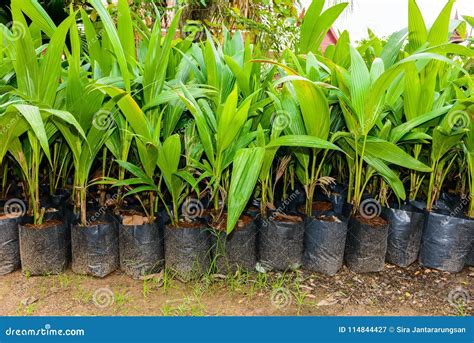 Coconut Perfume Young Coconut Small Trees Stock Image Image Of
