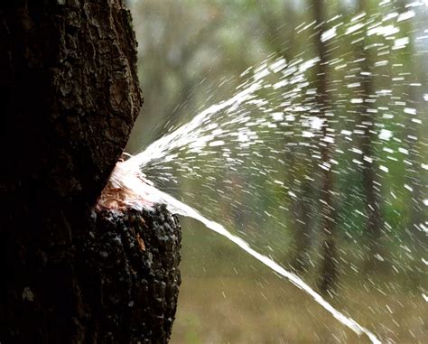 A Tree That Gushes Potable Water Indian Laurels Video Goes Viral