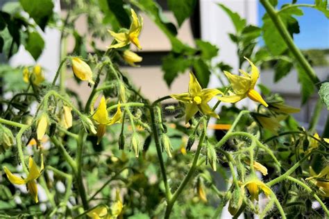 Tomato Plant Growth Stages Wpictures Seed To Harvest Tomato Geek