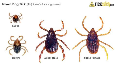 Tick Identification Pikoldark
