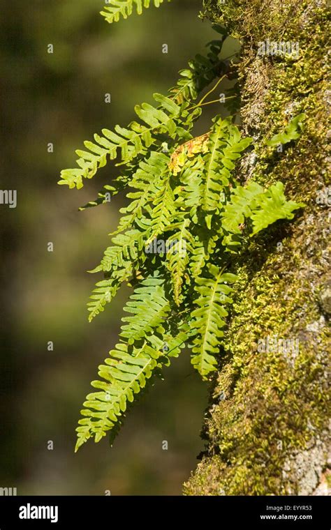 Common Polypody Polypodium Vulgare At A Mossy Tree Trunk Germany