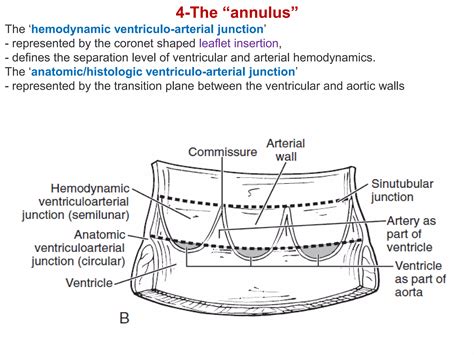 Aortic Root Anatomy Pdf